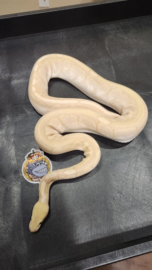 Gorgeous Proven Breeder ♀️ Banana Bamboo Mahogany... FREE SHIPPING ...