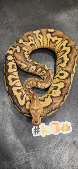 Gorgeous ♀️ Wookie Spotnose Clown... FREE SHIPPING!! Ball Python by ...