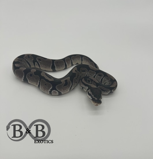 Axanthic Vpi Ball Python by B&B Exotics