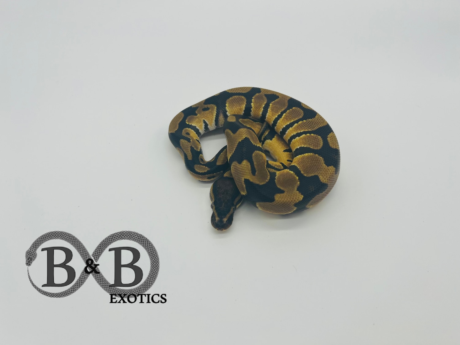 Orange Dream Het Axanthic Vpi Pos Het Ghost Ball Python by B&B Exotics - MorphMarket