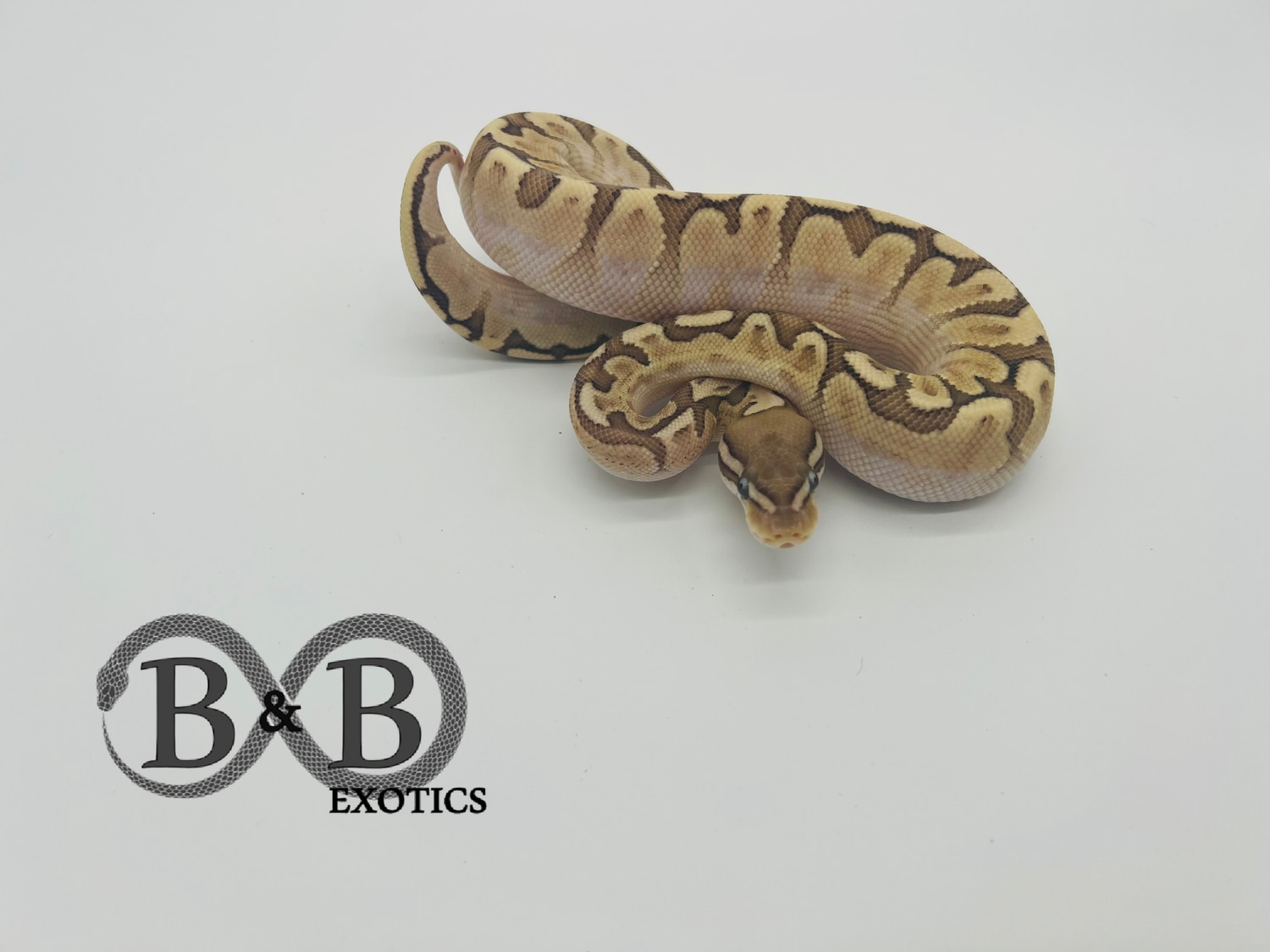 Bamboo Orange Dream Het Axanthic Vpi Pos Het Ghost Ball Python by B&B ...