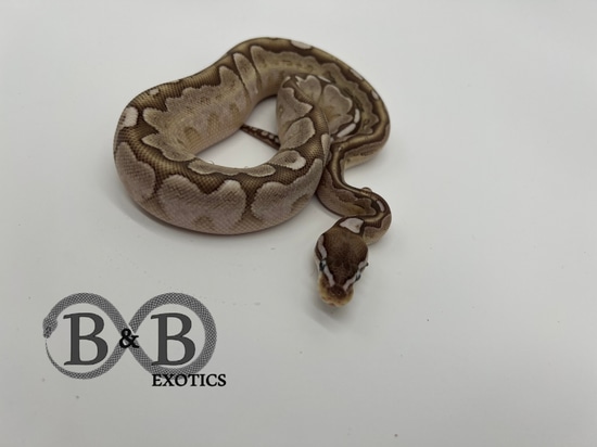 Bamboo Axanthic Vpi Ball Python by B&B Exotics