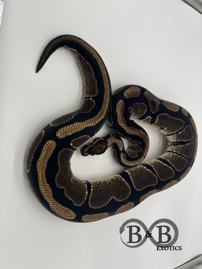 Normal Ball Python by B&B Exotics