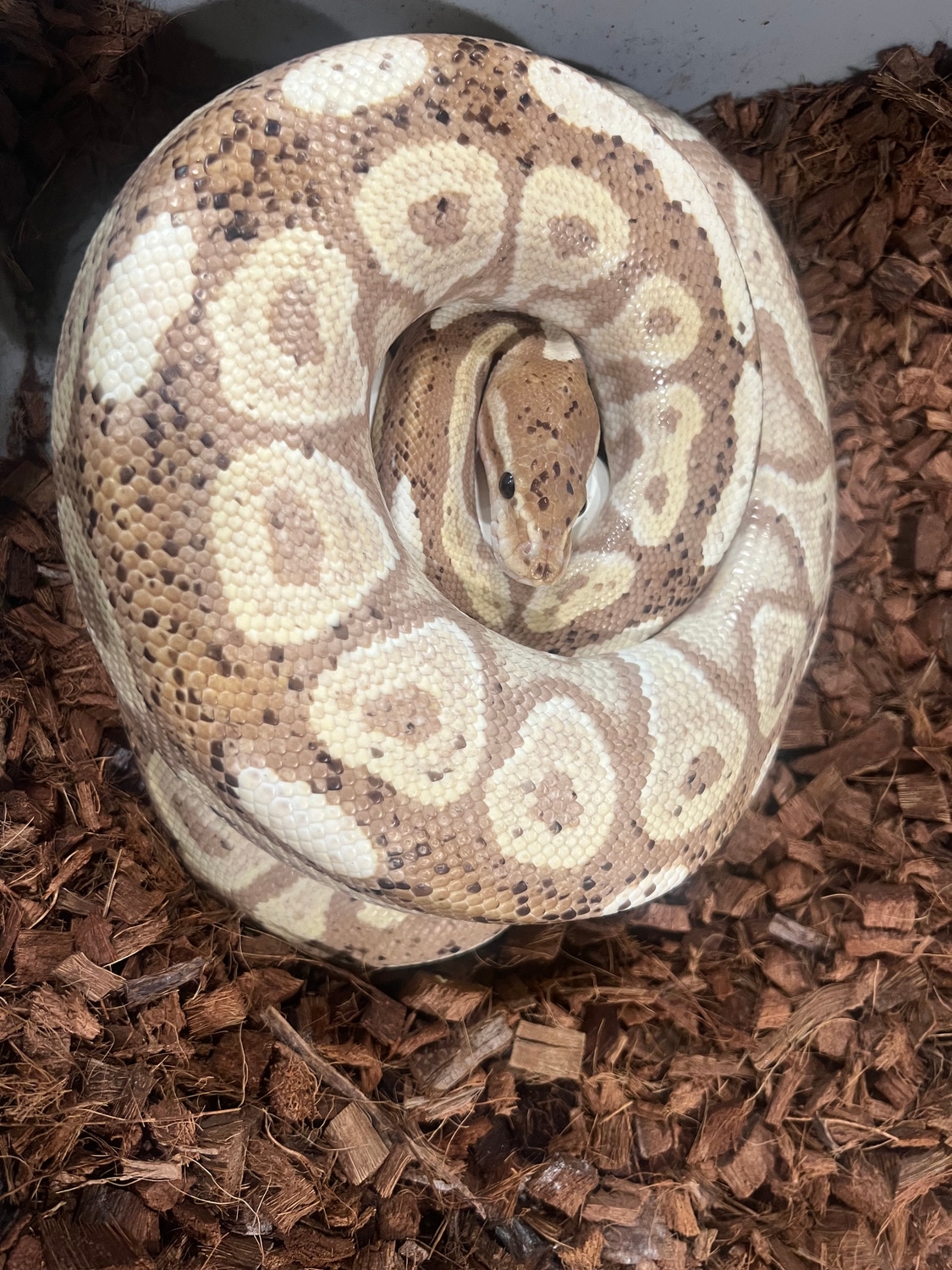 B&B Exotics's Collection - MorphMarket