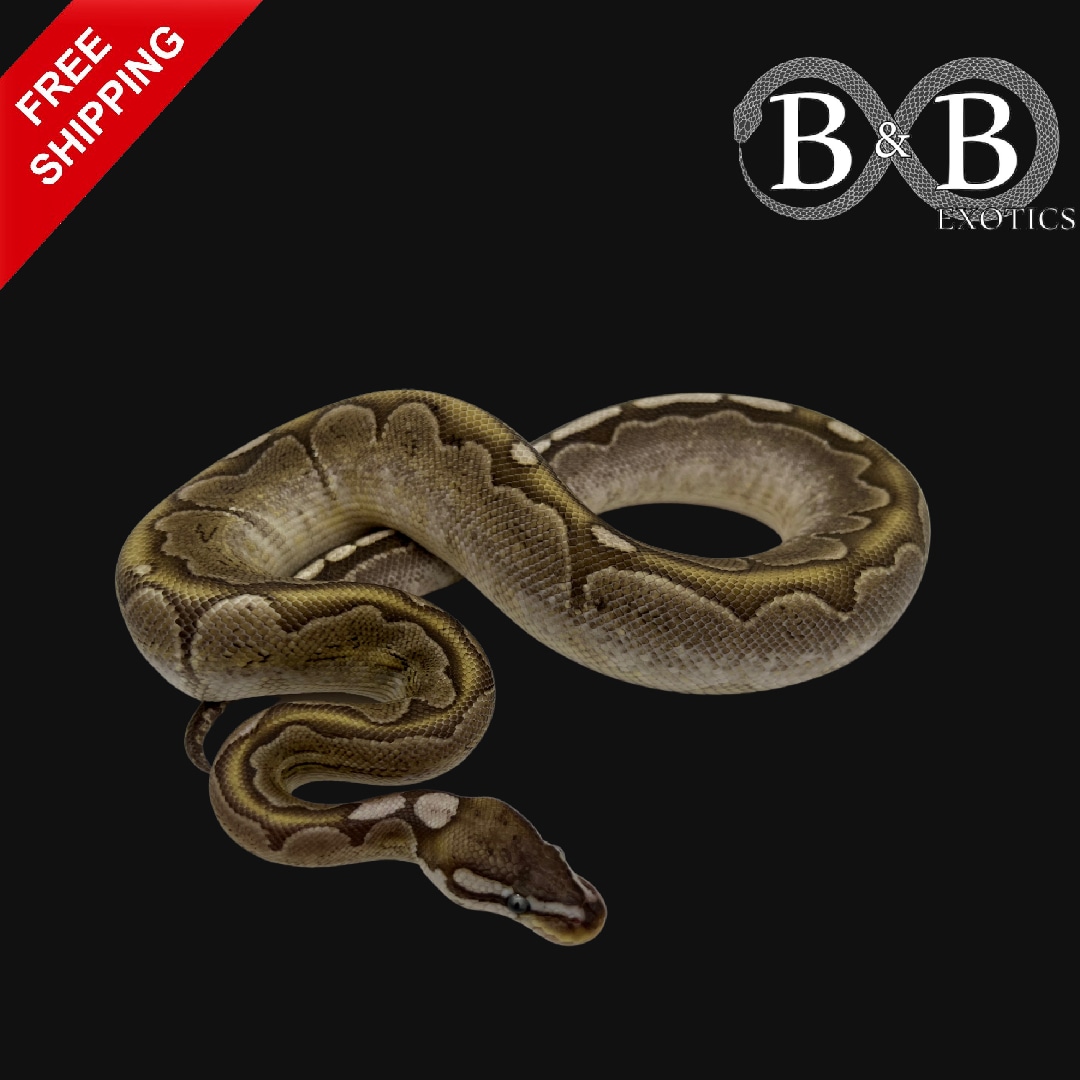 Bamboo Axanthic Vpi “ Free Shipping” Ball Python by B&B Exotics - MorphMarket