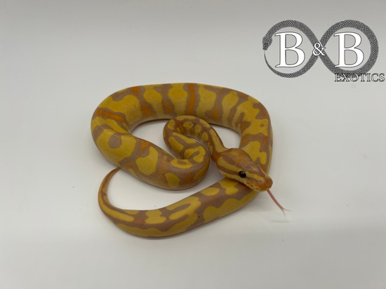 Banana Enchi Ball Python by B&B Exotics