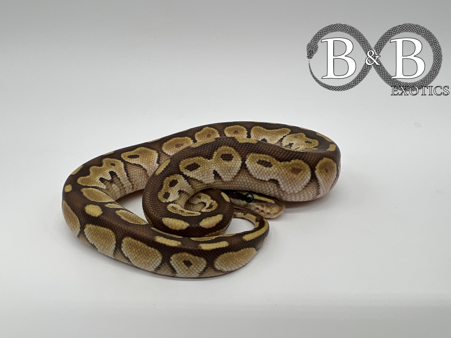 Lesser Het Lavender Albino Ball Python by B&B Exotics - MorphMarket