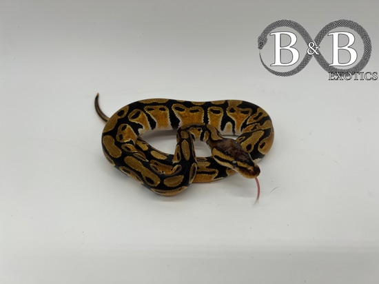 Orange Dream Het Clown Ball Python by B&B Exotics
