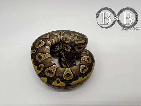 Mojave Ball Python by B&B Exotics