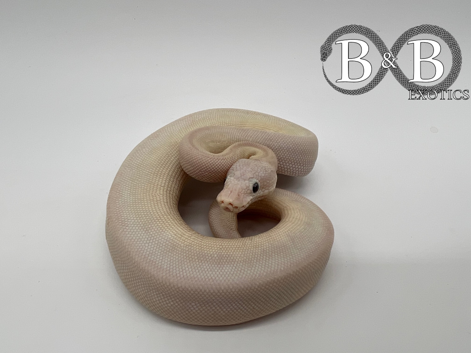 Mojave Lesser Ball Python by B&B Exotics - MorphMarket