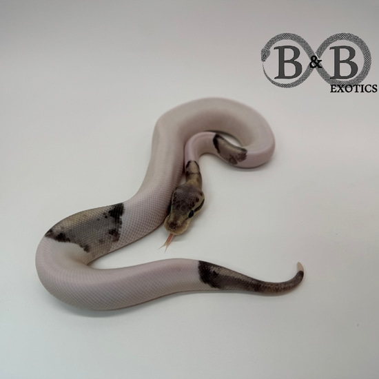 Silver Streak Pied Pos Yellowbelly Ball Python by B&B Exotics