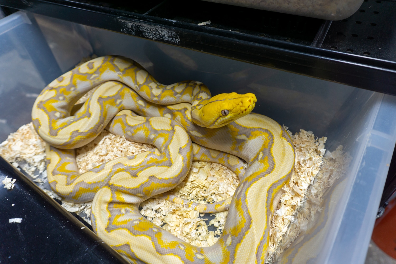 Purple Albino Dwarf (Possible Phanton) Reticulated Python by B&B ...