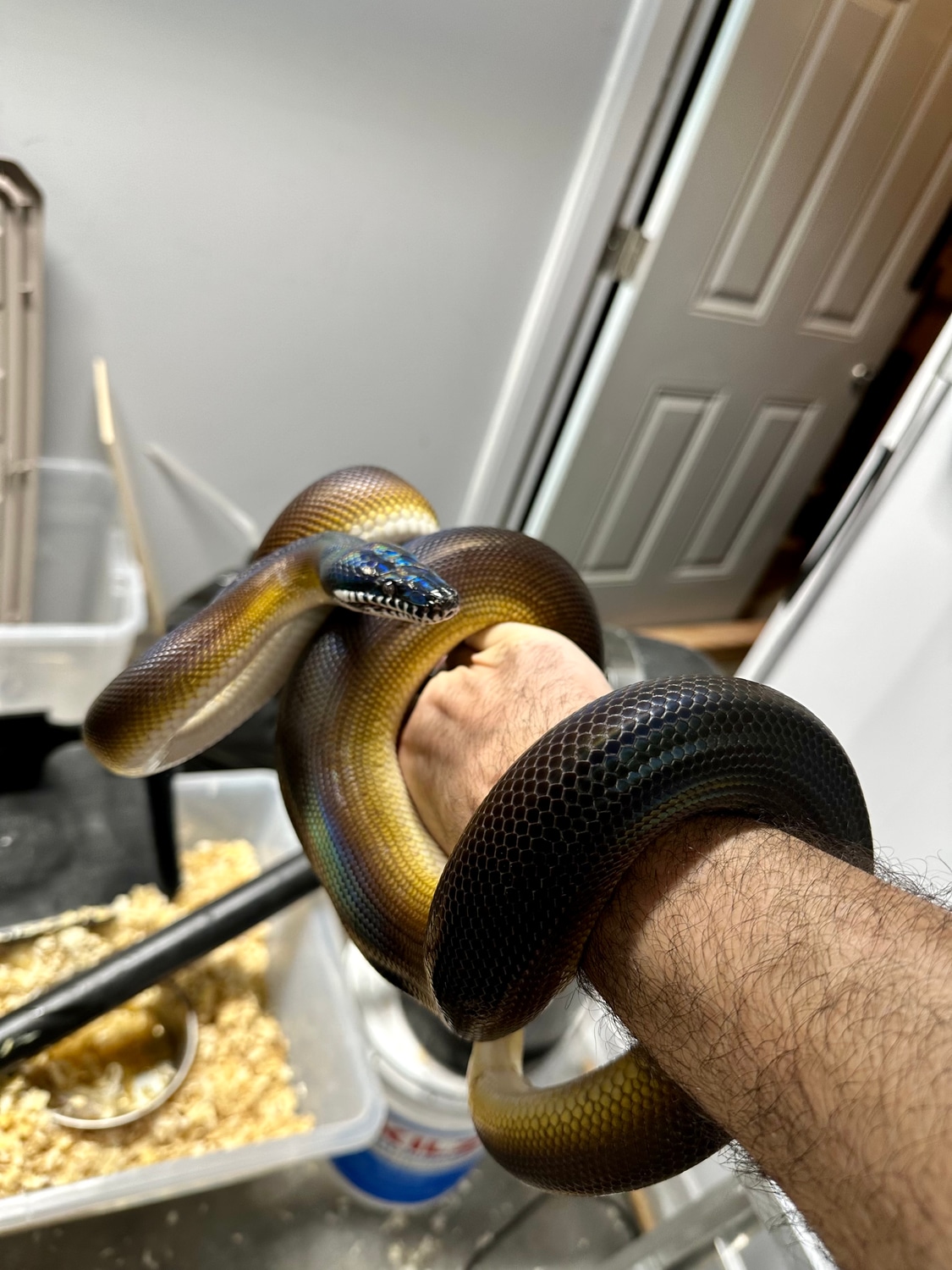 1.1 Biak White Lip Python White-lipped Python by B&B Reptiles - MorphMarket