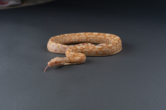 Sharp Albino Aztec Jungle Boa Constrictor by B&B Reptiles