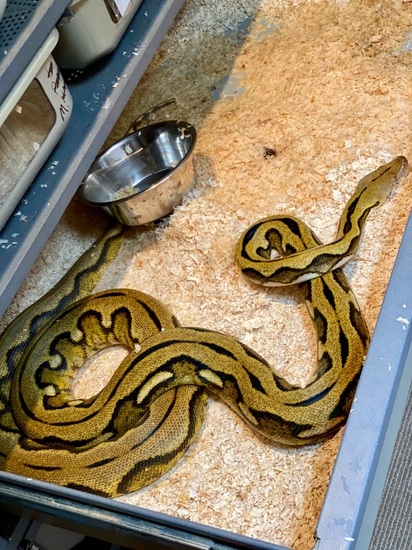 Sunfire Tiger Het Blonde Reticulated Python by B&B Reptiles