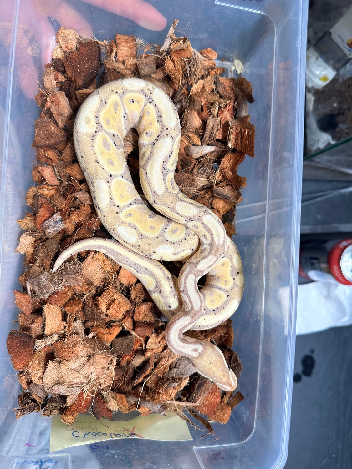 Banana Granite Het Albino Ball Python by Viking concepts - MorphMarket