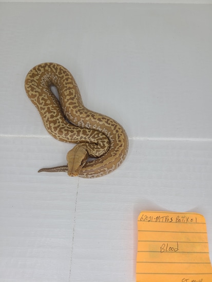 Tpos Batik Blood Python by B and S Reptilia