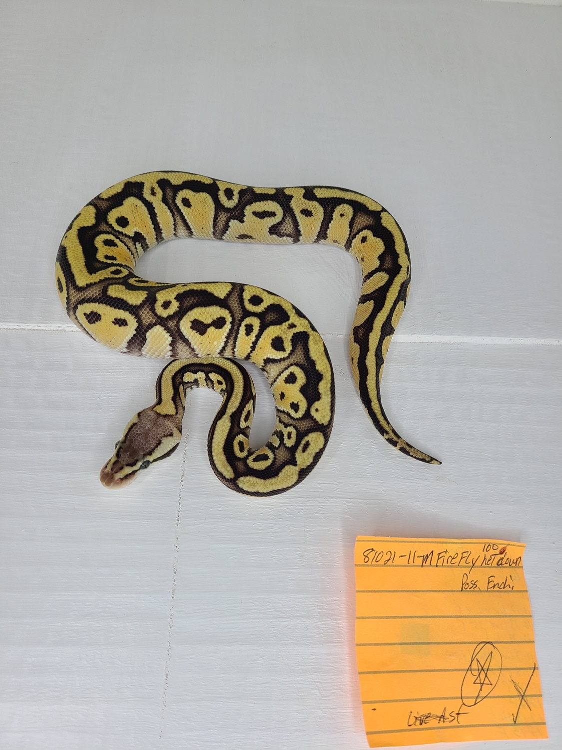 Male Fire Fly Het Clown Ball Python by B and S Reptilia - MorphMarket