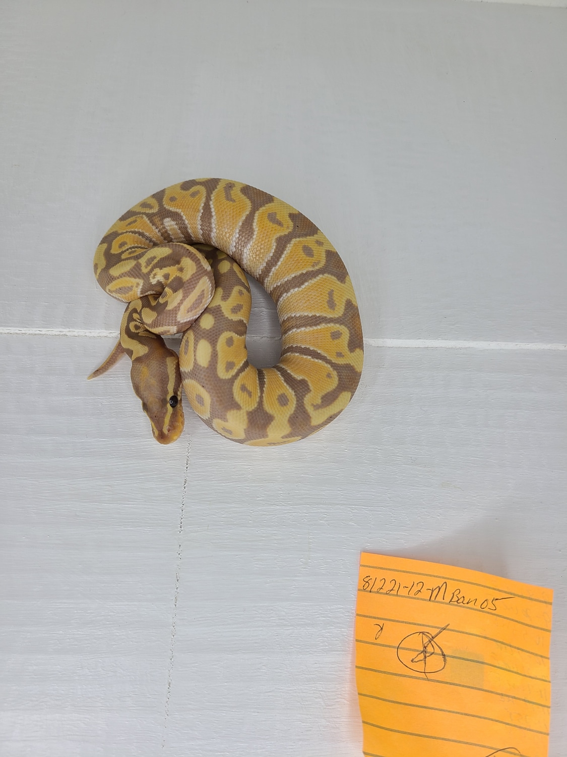 Banana Ball Python by B and S Reptilia - MorphMarket