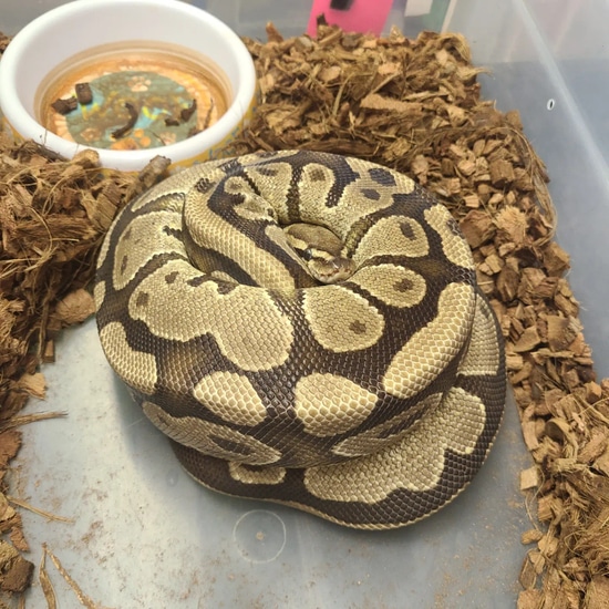 Vanilla Ball Python by B and S Reptilia