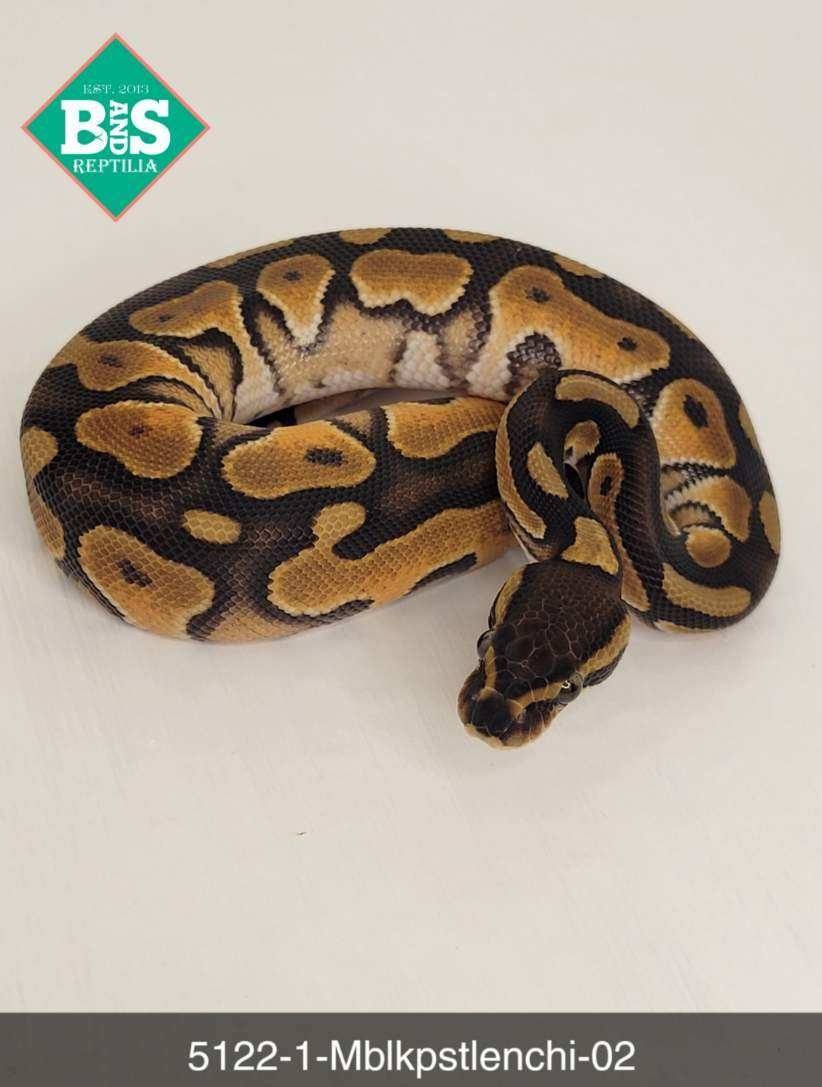 Male Black Pastel Enchi Ball Python by B and S Reptilia - MorphMarket