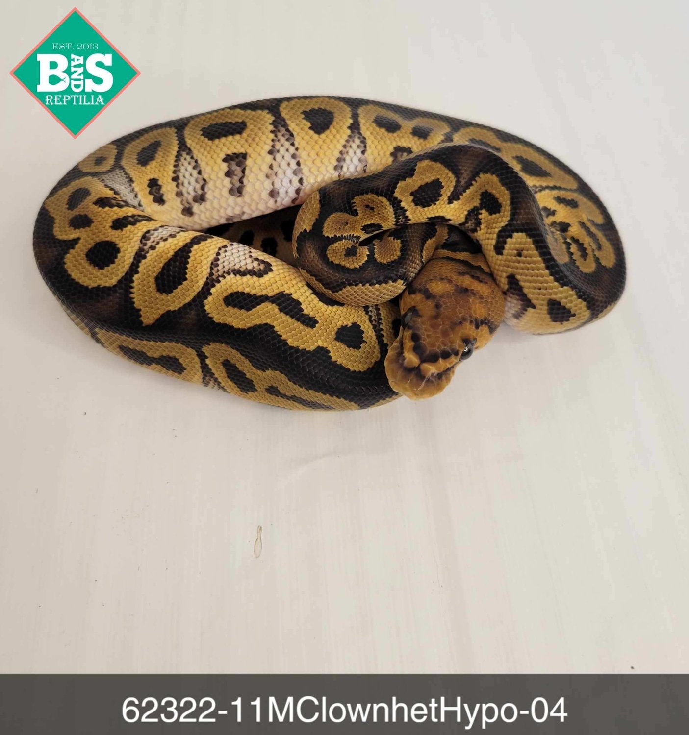 Male Clown Het Hypo Ball Python by B and S Reptilia - MorphMarket