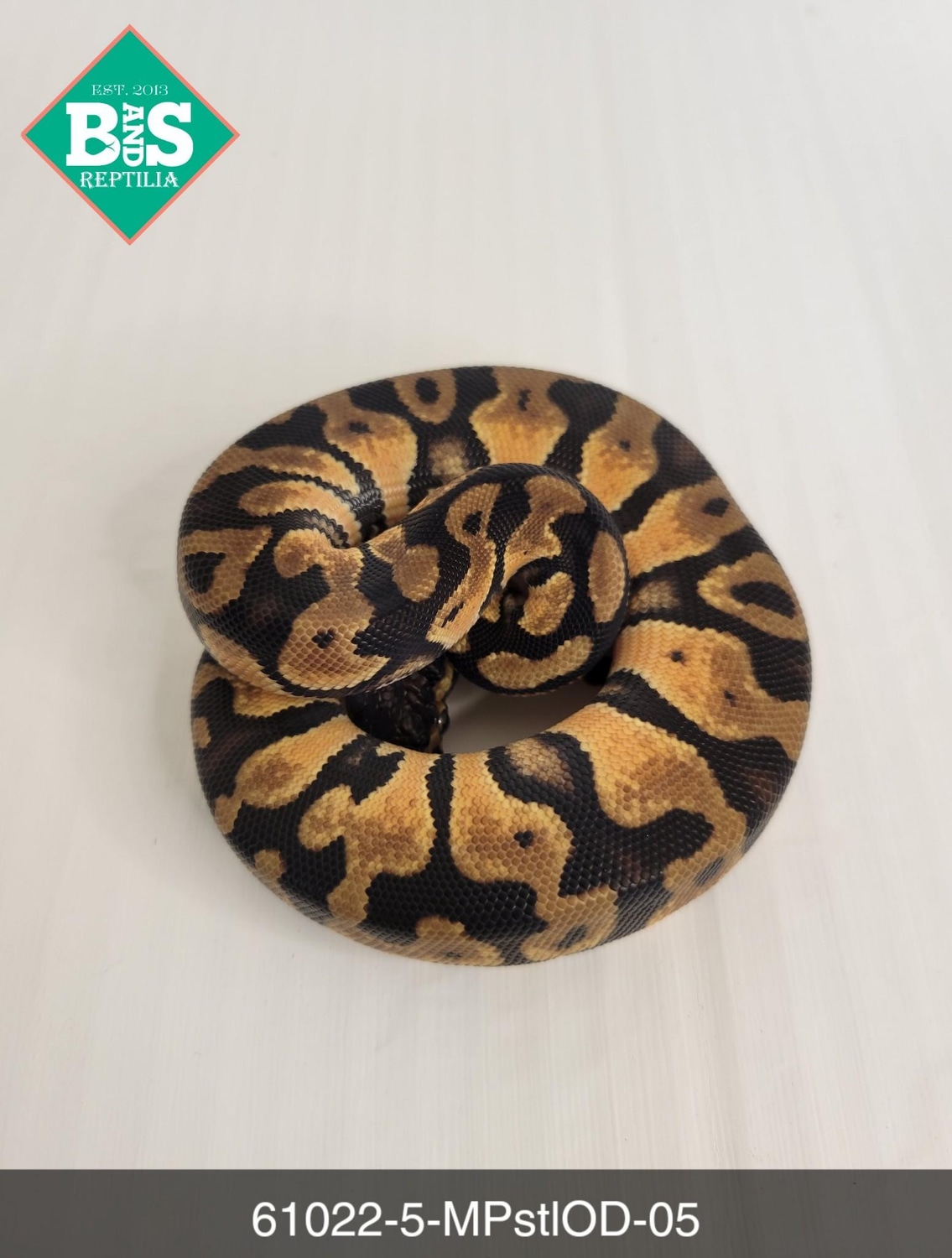 Male Pastel OD Ball Python by B and S Reptilia - MorphMarket