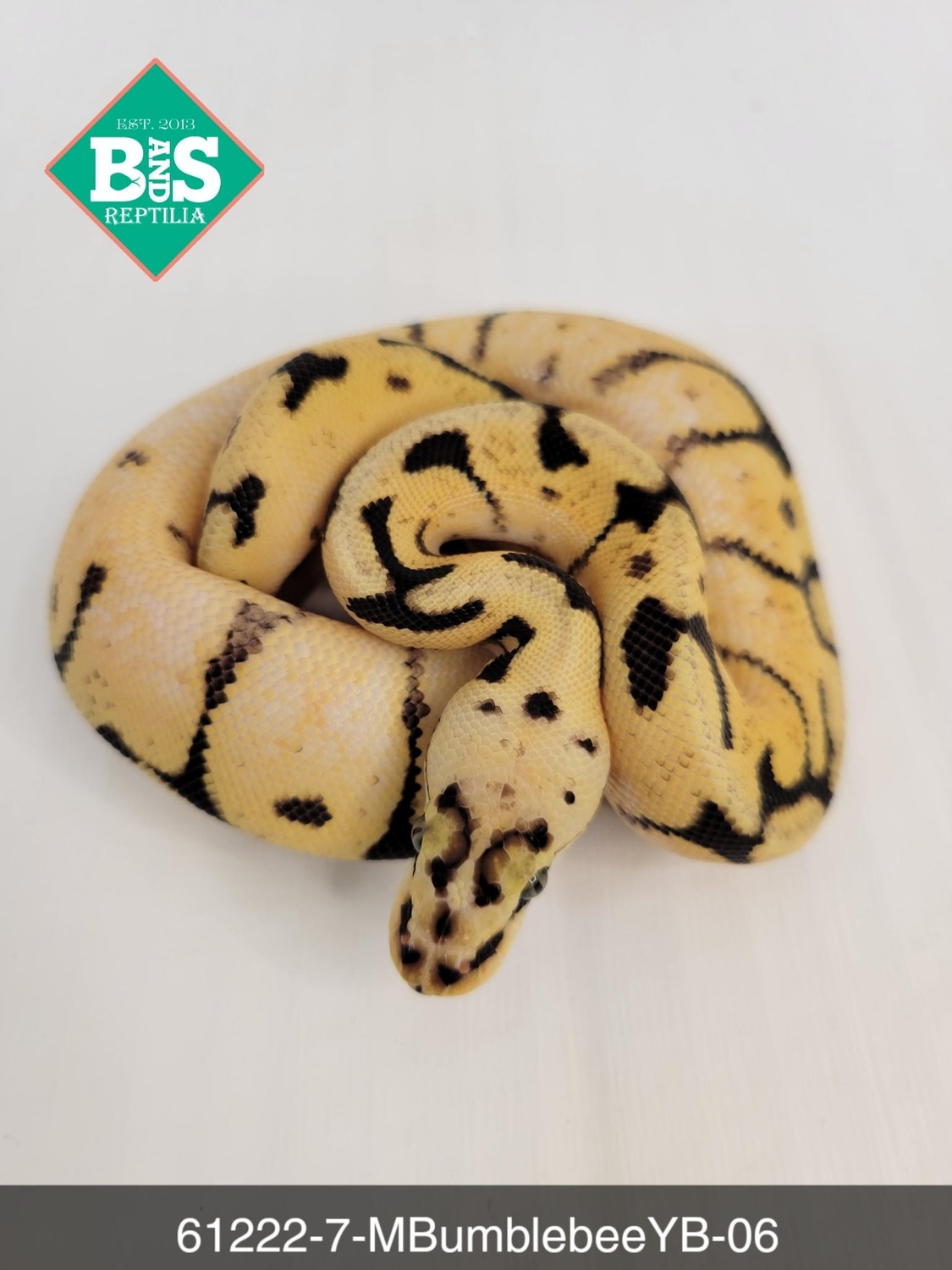 Male Bumblebee YB Ball Python by B and S Reptilia - MorphMarket