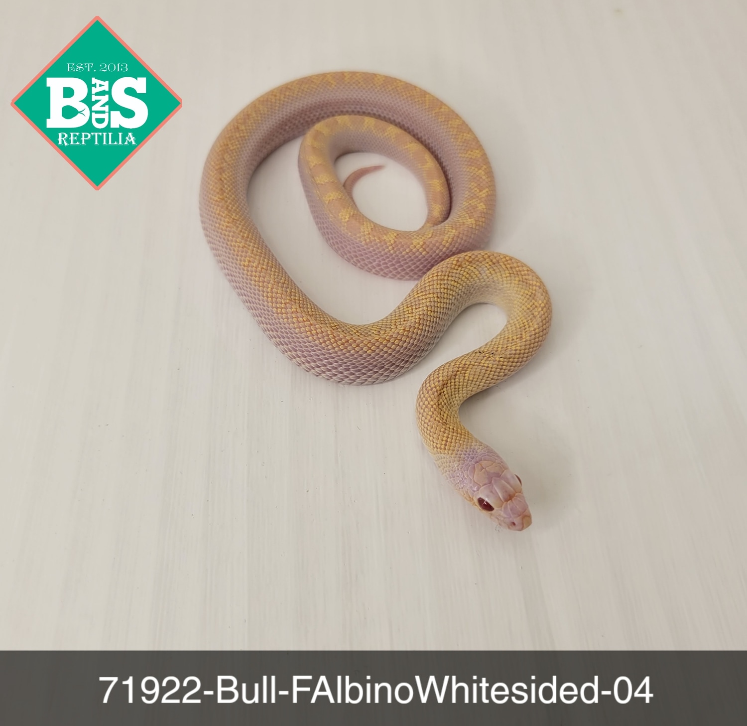 Albino White-sided 100%het Hypo 66%het Axanthic 50%het Patternless ...