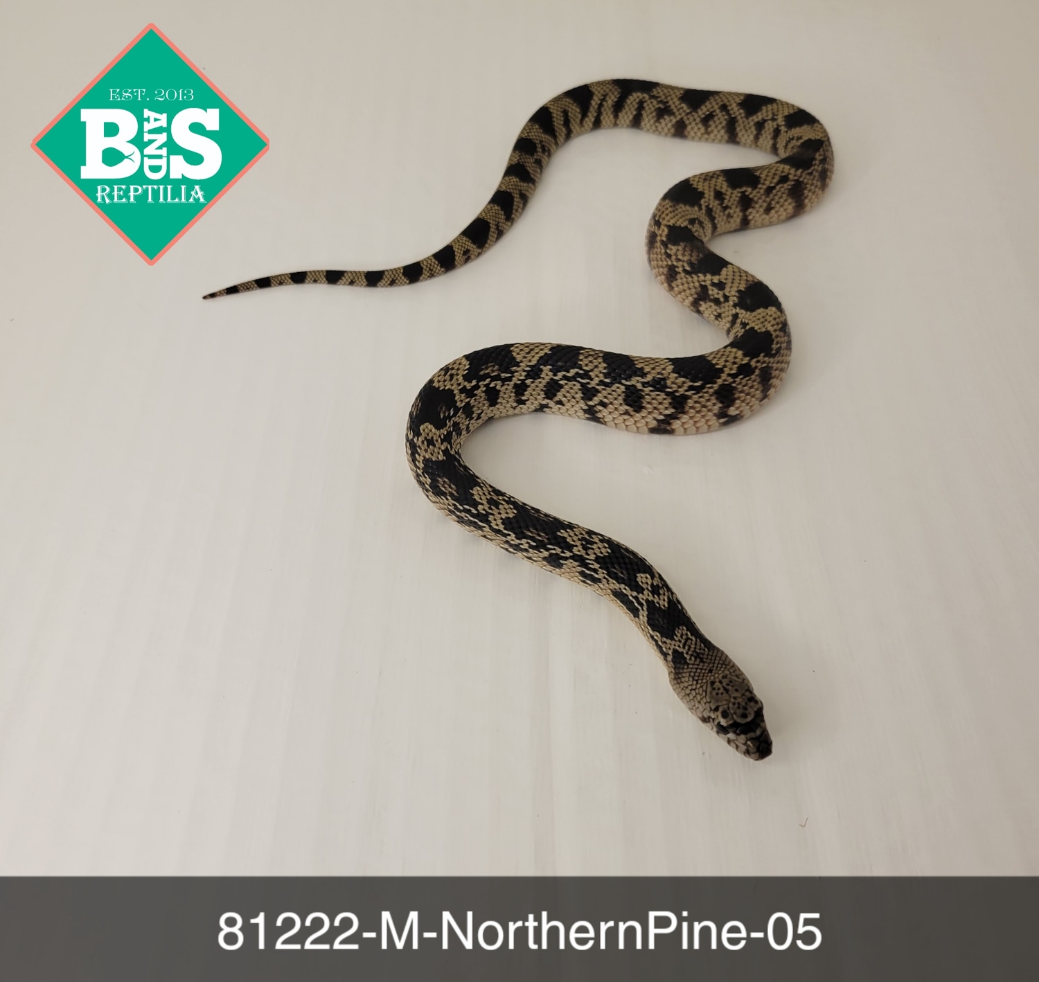Northern Pine Snake by B and S Reptilia - MorphMarket