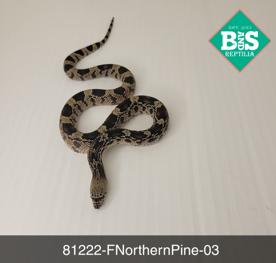 Northern Pine Snake by B and S Reptilia