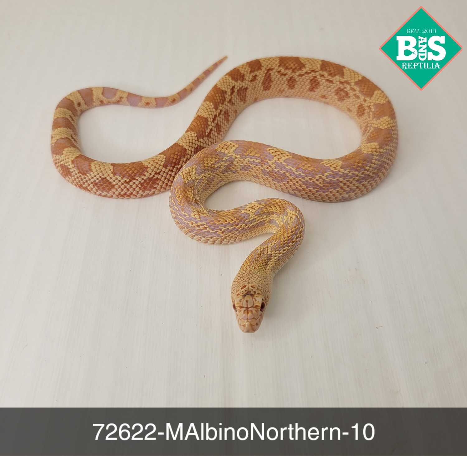 Albino Northern Pine Snake by B and S Reptilia - MorphMarket