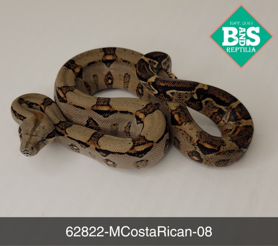 Costa Rican Boa Boa Constrictor by B and S Reptilia