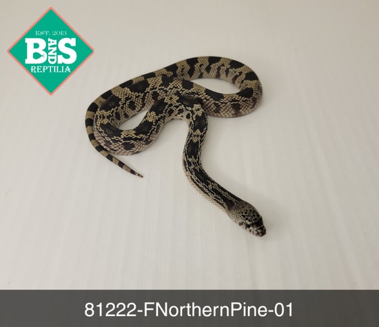 Northern Pine Snake by B and S Reptilia