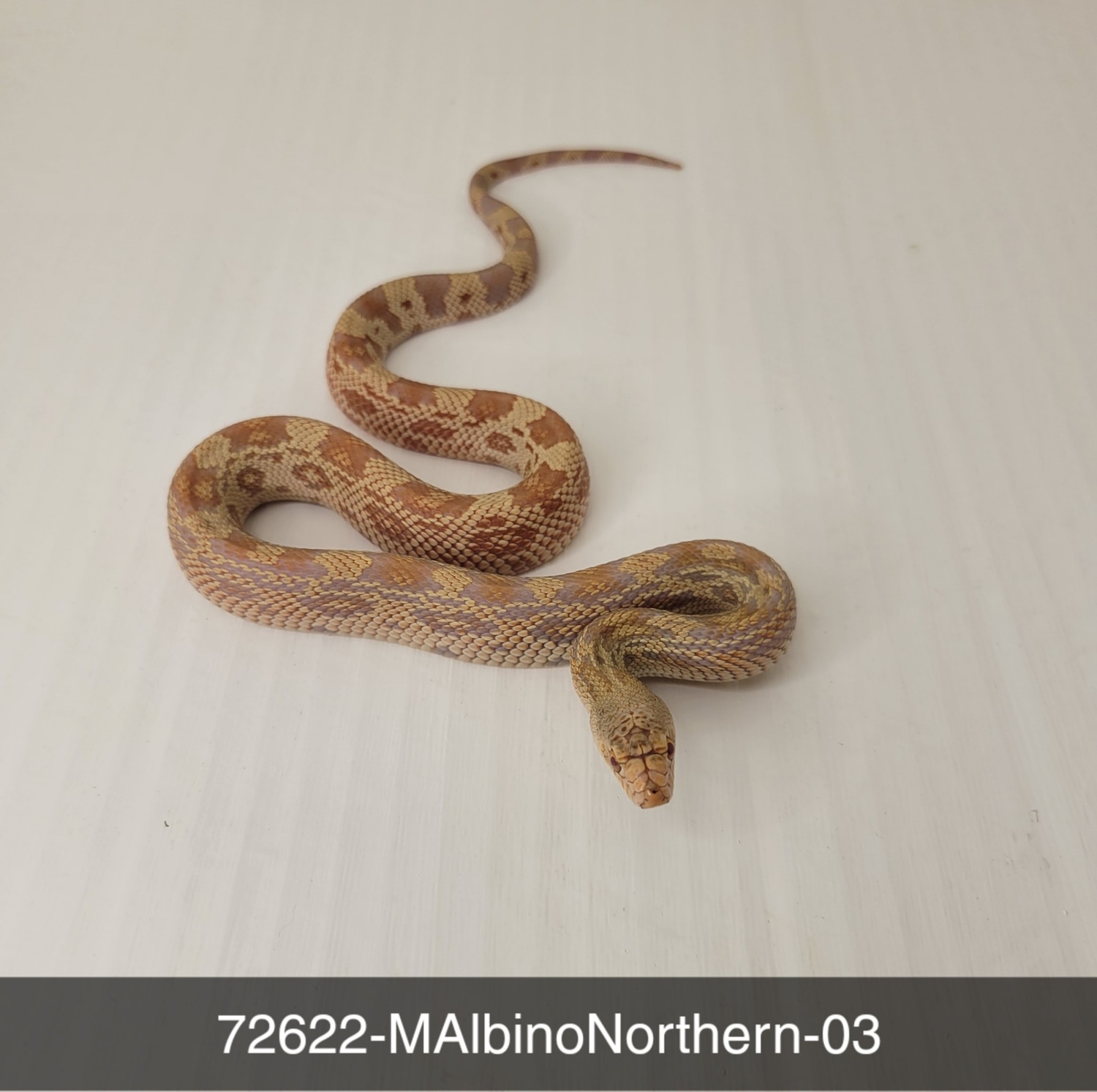 Albino Northern Pine Snake by B and S Reptilia - MorphMarket