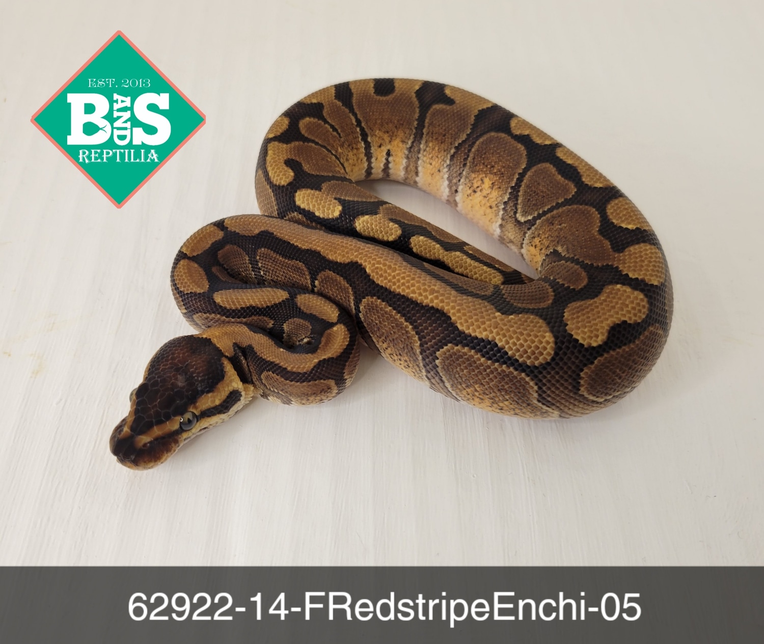 Female Redstripe Enchi Ball Python by B and S Reptilia - MorphMarket