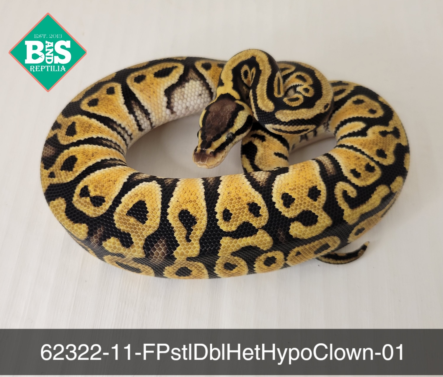 Female Pastel Double Het Hypo/Clown Ball Python by B and S Reptilia ...