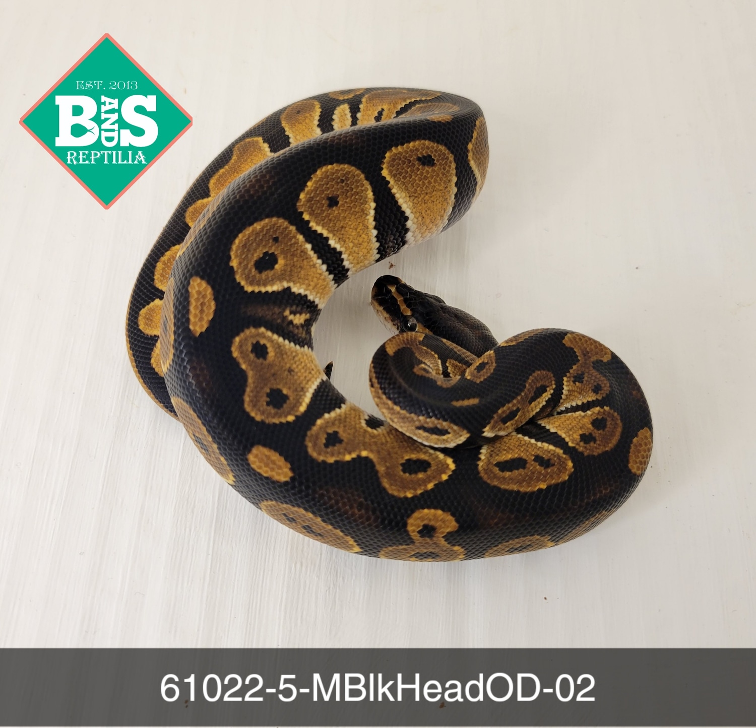 Male Blackhead Orange Dream Ball Python by B and S Reptilia - MorphMarket