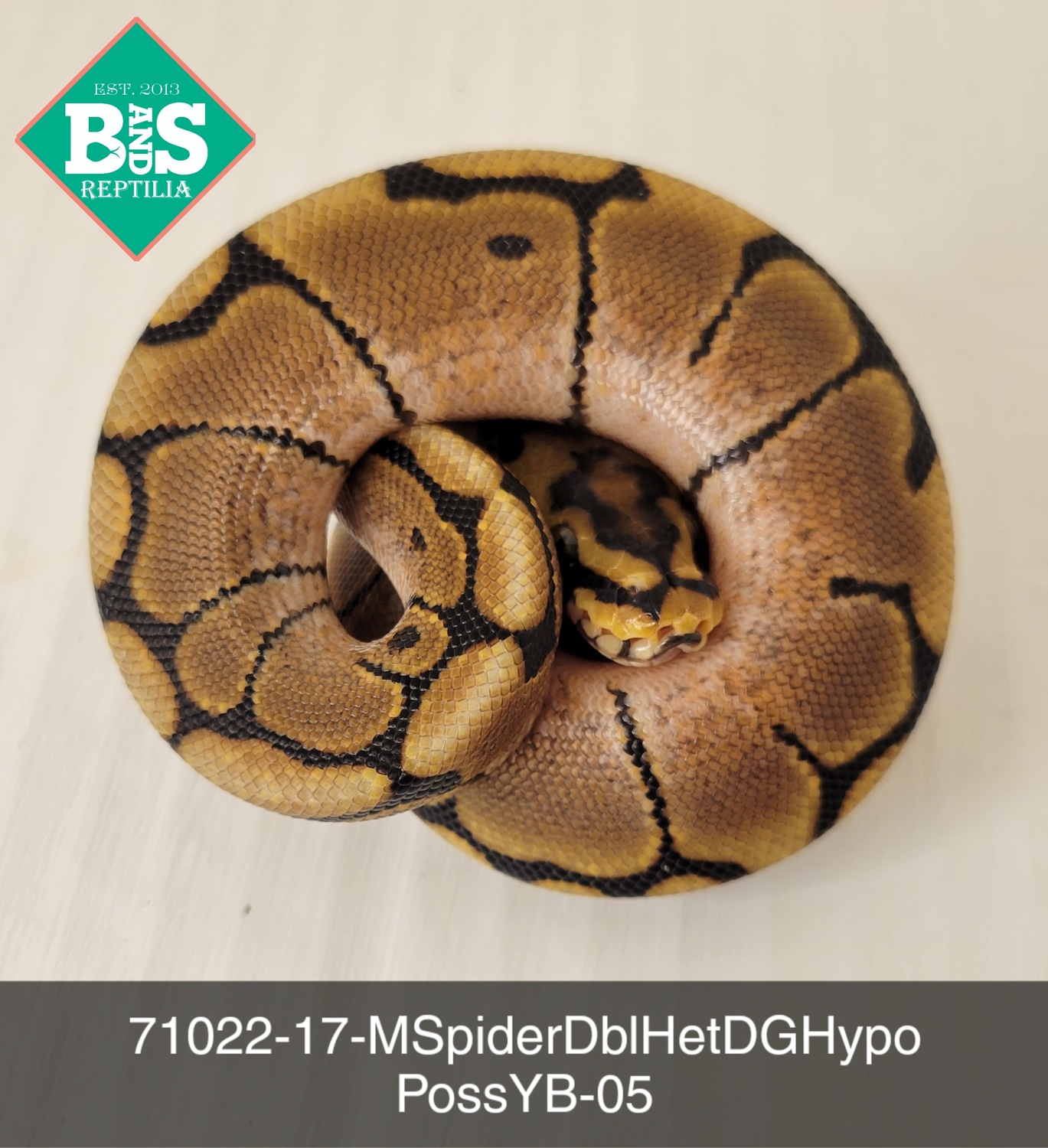 Male Spider Double Het DG/Hypo Ball Python by B and S Reptilia ...