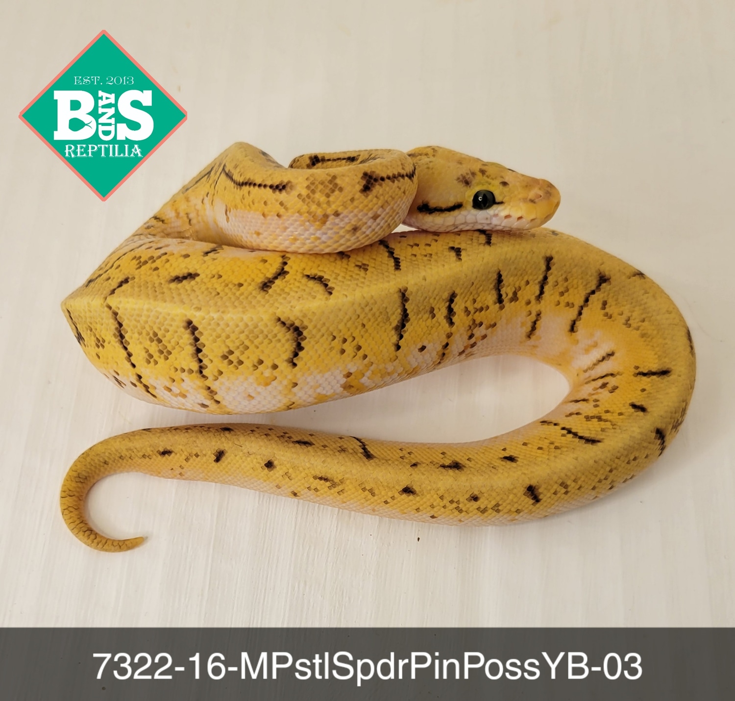 Male Pastel Spider Pinstripe Poss YB Ball Python by B and S Reptilia ...
