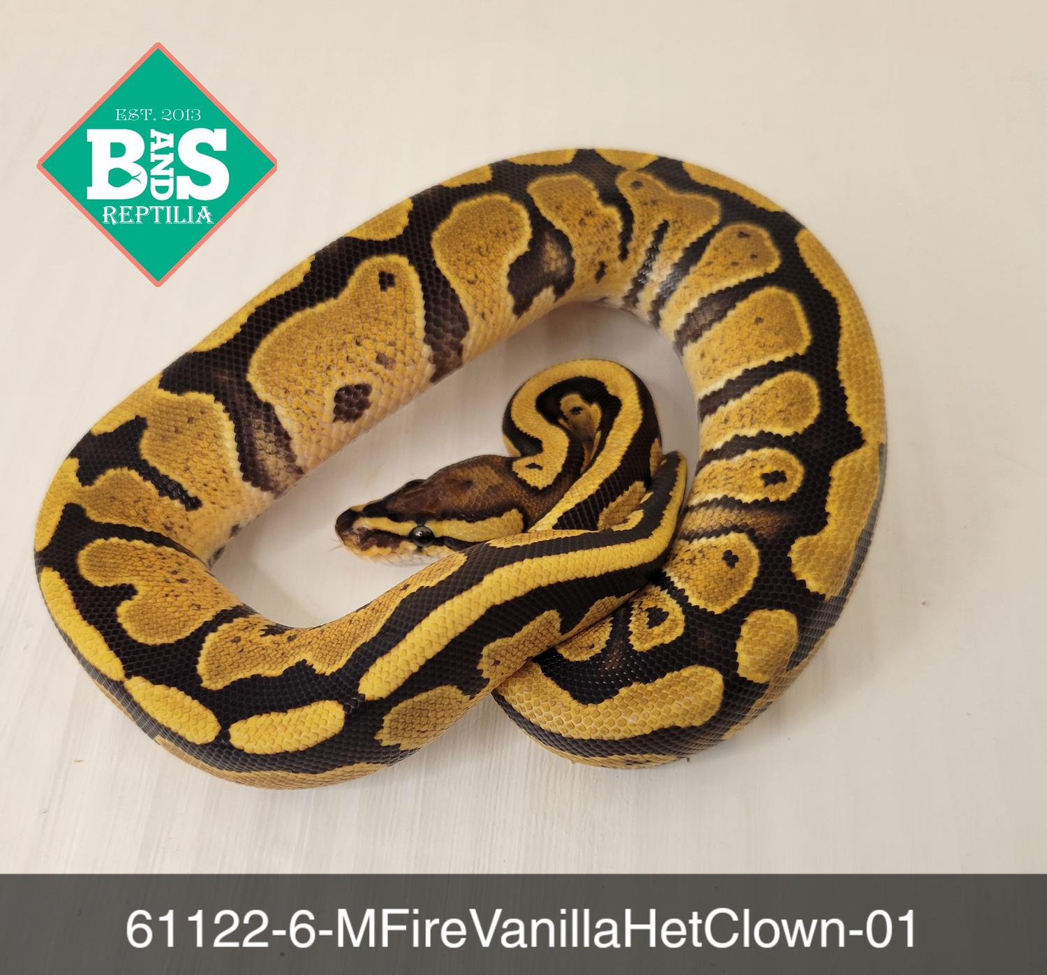 Male Fire/Vanilla Het Clown Ball Python by B and S Reptilia - MorphMarket