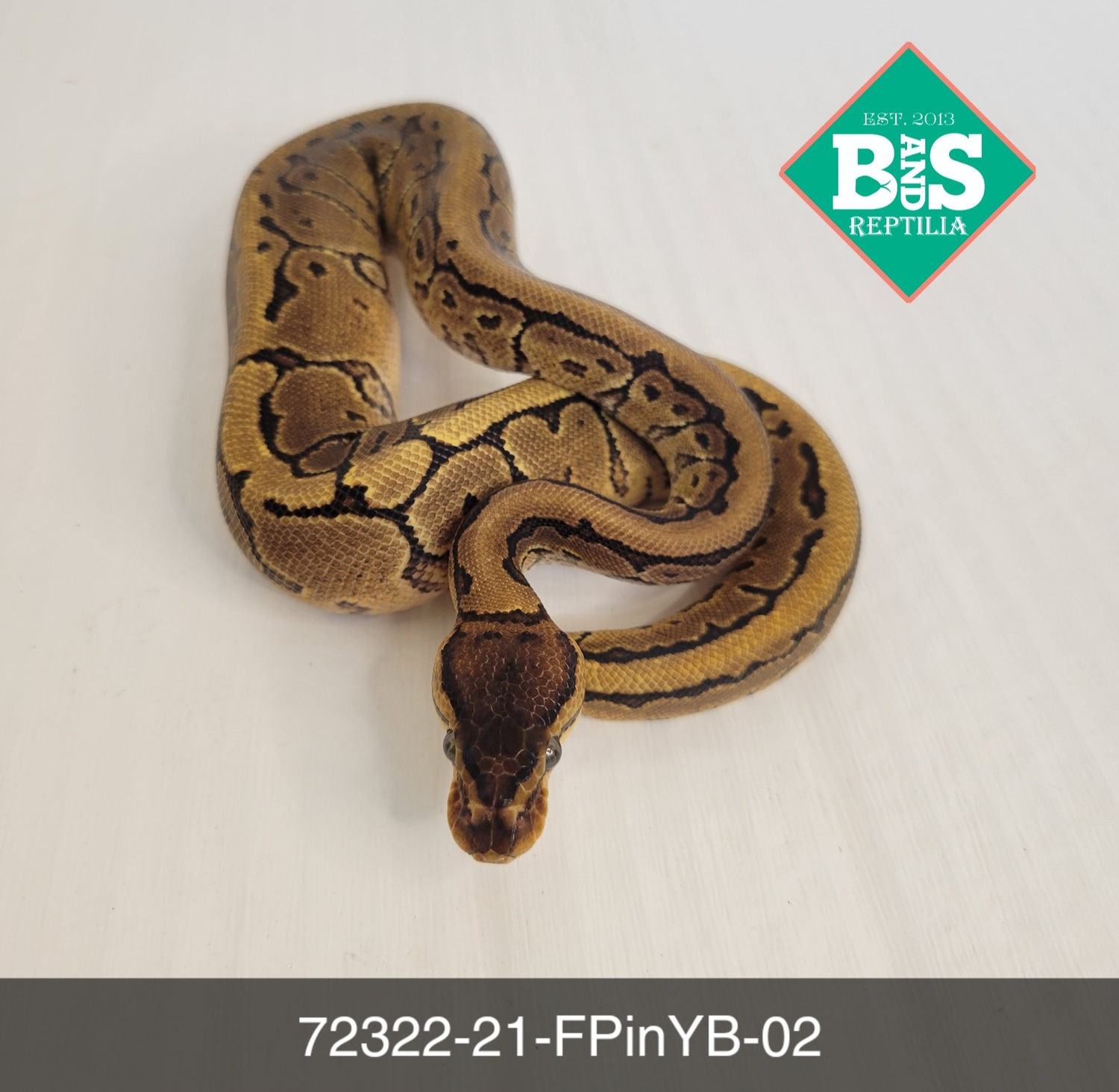 Female Pinstripe Yellow Belly Ball Python by B and S Reptilia - MorphMarket