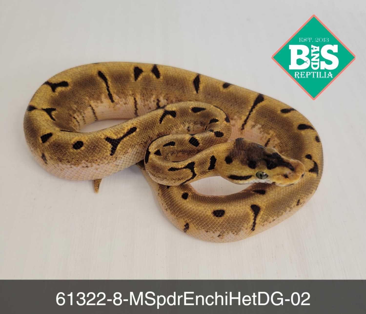 MaleSpider Enchi Het Desert Ghost Ball Python by B and S Reptilia ...