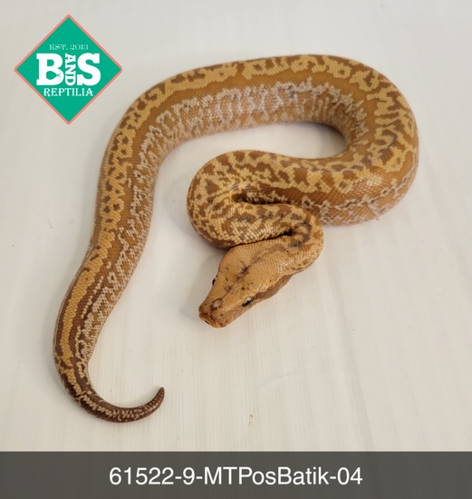 Male T-Positive Albino Batik Blood Python by B and S Reptilia