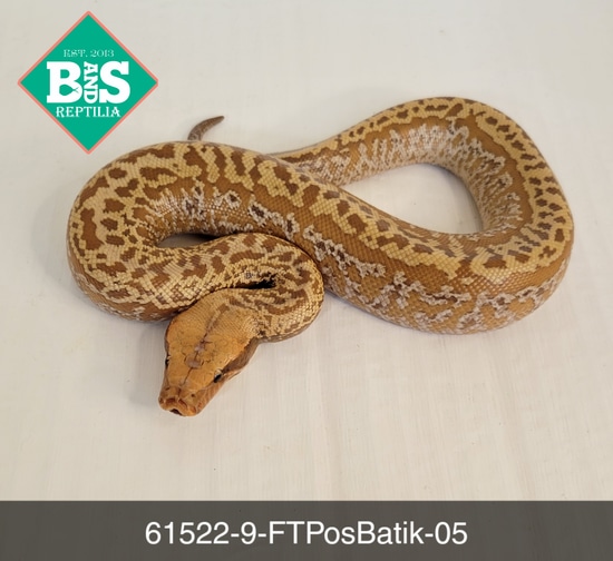 Female T-Positive Albino Batik Blood Python by B and S Reptilia