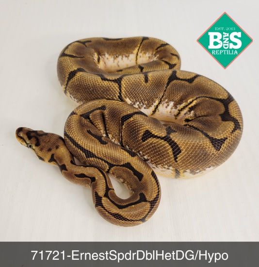 Spider Double Het DG/Hypo Ball Python by B and S Reptilia