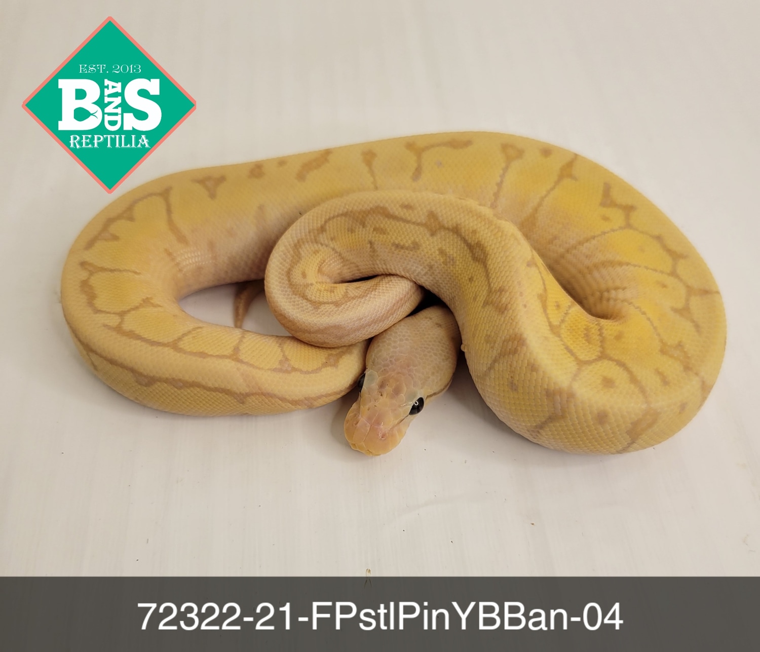 Female Pastel Pinstripe Yellow Belly Banana Ball Python by B and S ...