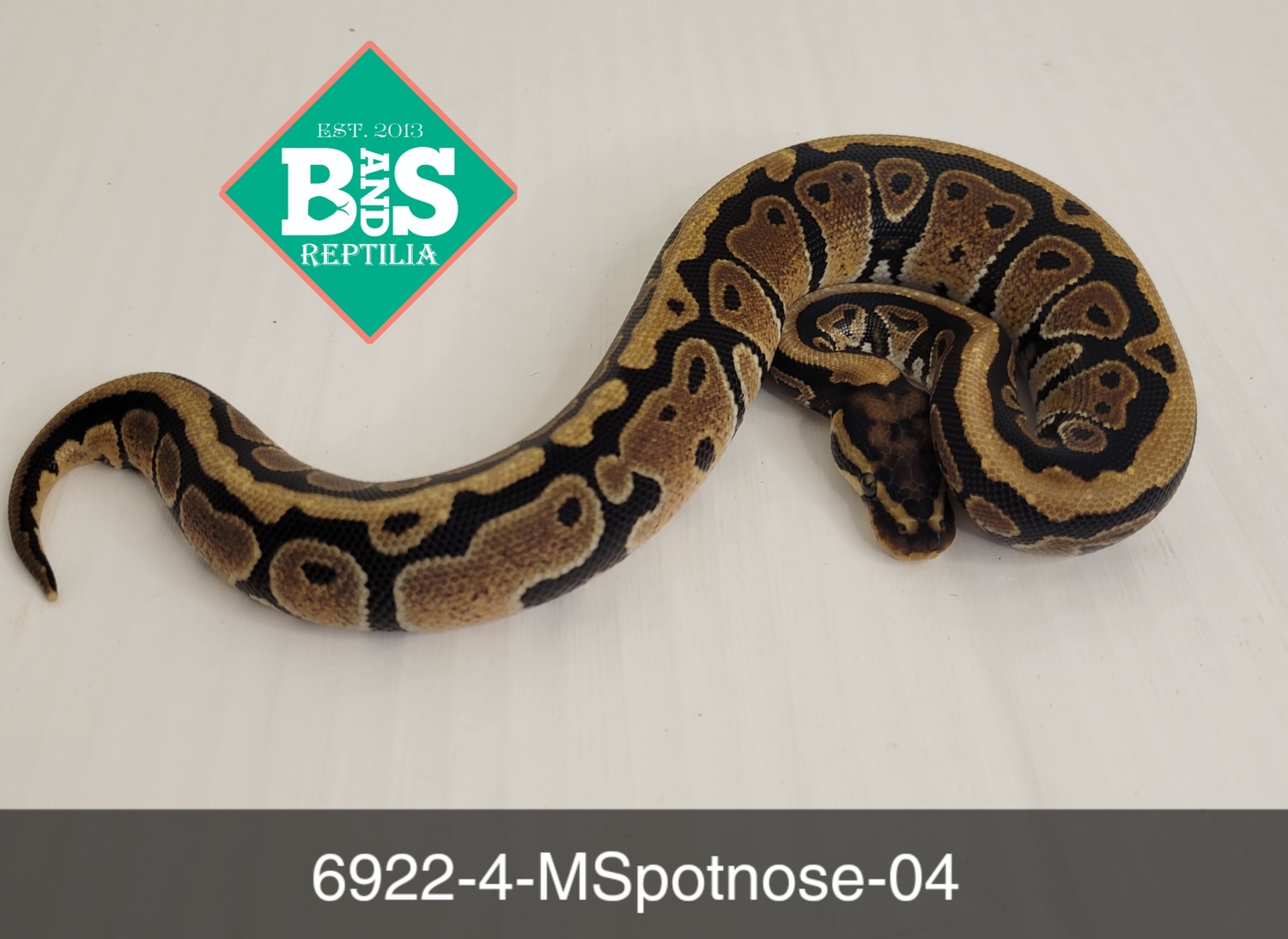 Male Spotnose Ball Python by B and S Reptilia - MorphMarket
