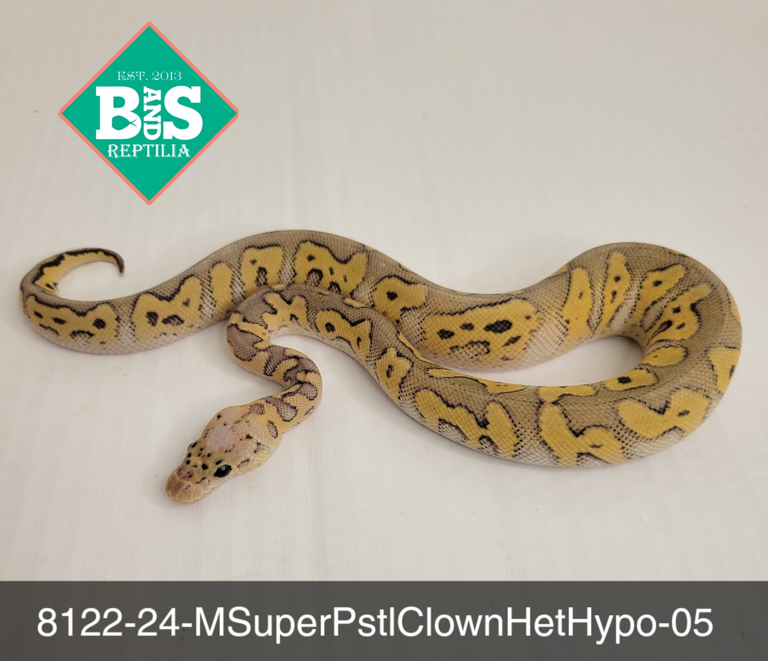 Super Pastel Clown Het Hypo Ball Python by B and S Reptilia - MorphMarket