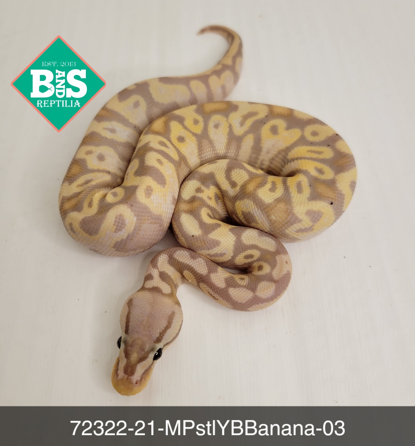Male Pastel Yellow Belly Banana Ball Python by B and S Reptilia ...